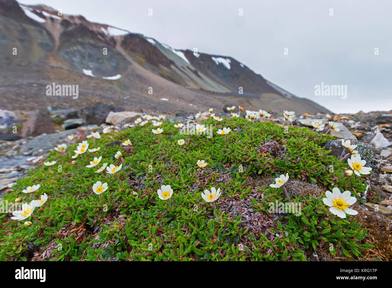 Mountain avens / eightpetal mountain-avens / white dryas / white dryad ...