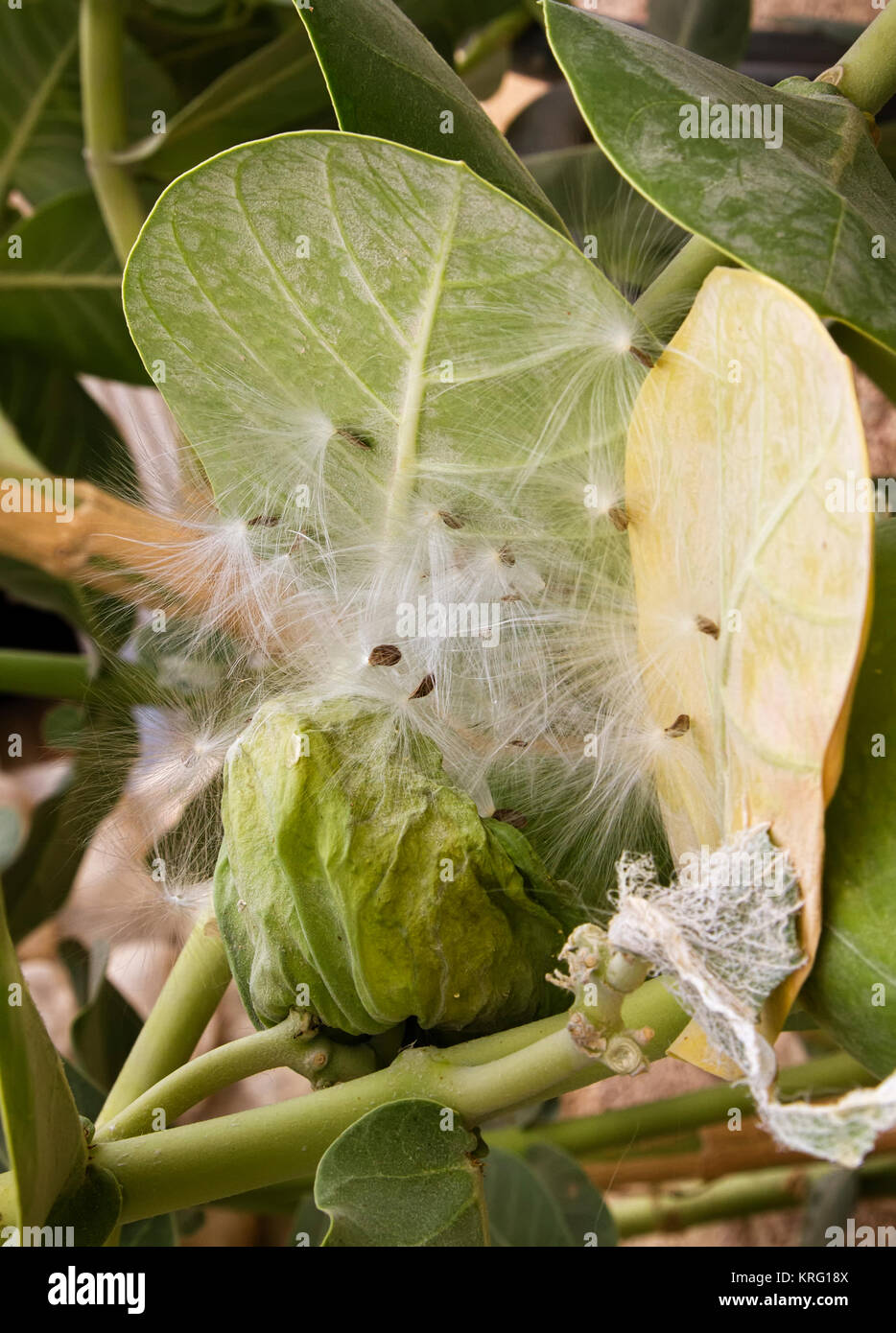 Apple Of Sodom High Resolution Stock Photography and Images - Alamy