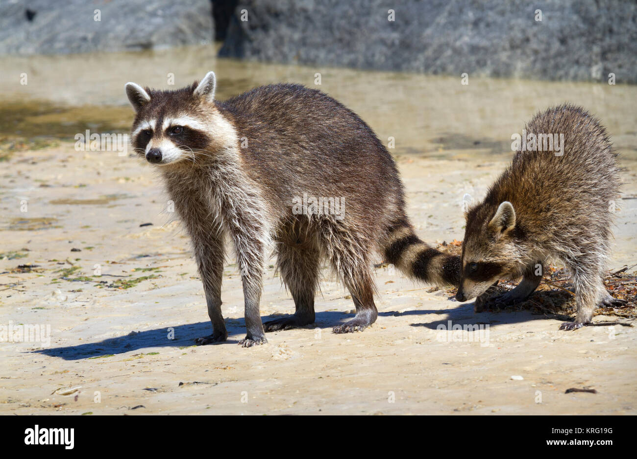 Two Young Raccoons Looking For Food Stock Photo - Alamy