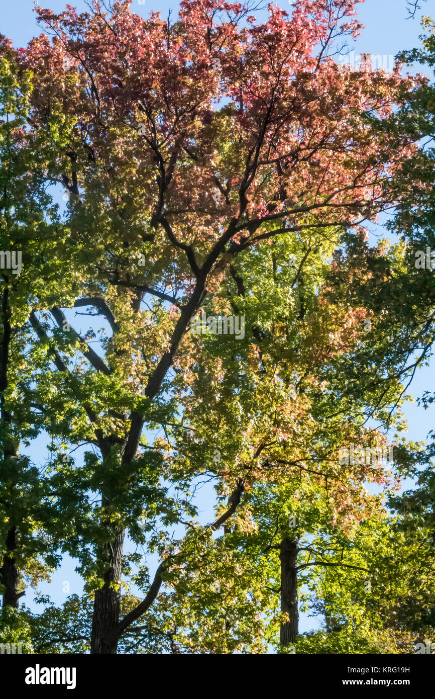 Tree in the fall Stock Photo - Alamy