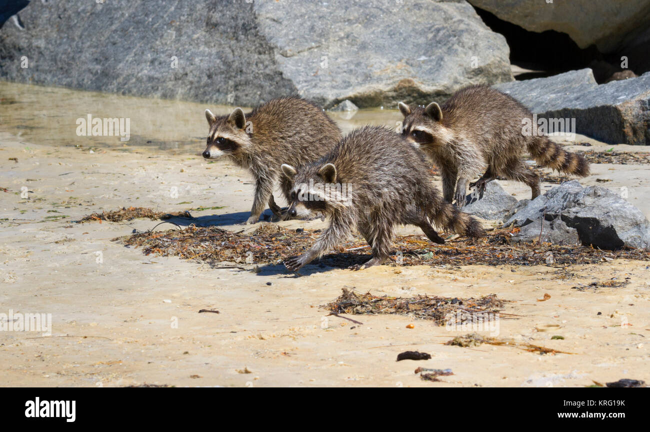 Wild raccoons city hi-res stock photography and images - Alamy