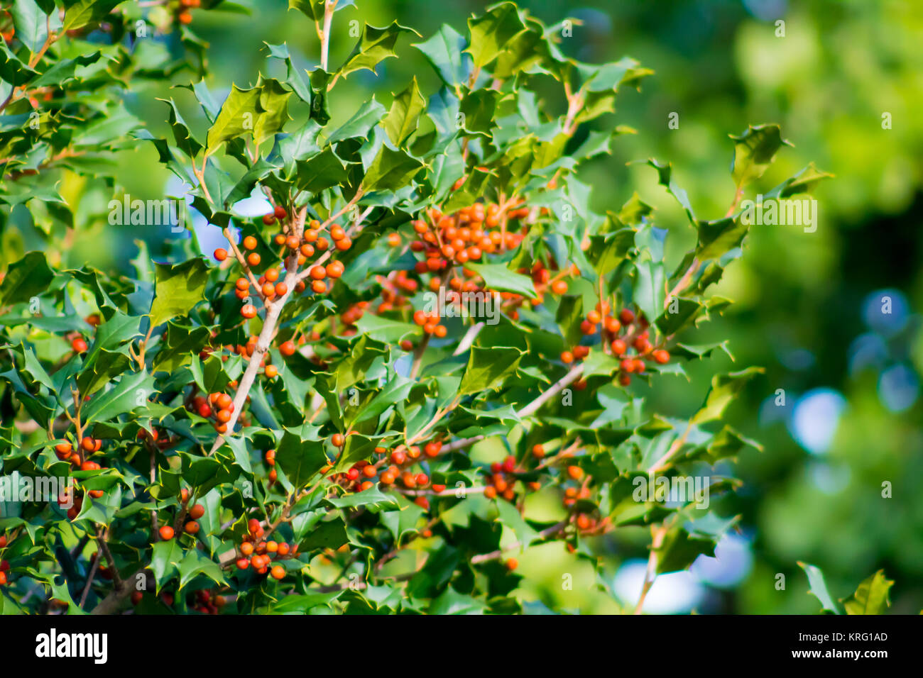 Berrytree hi-res stock photography and images - Alamy