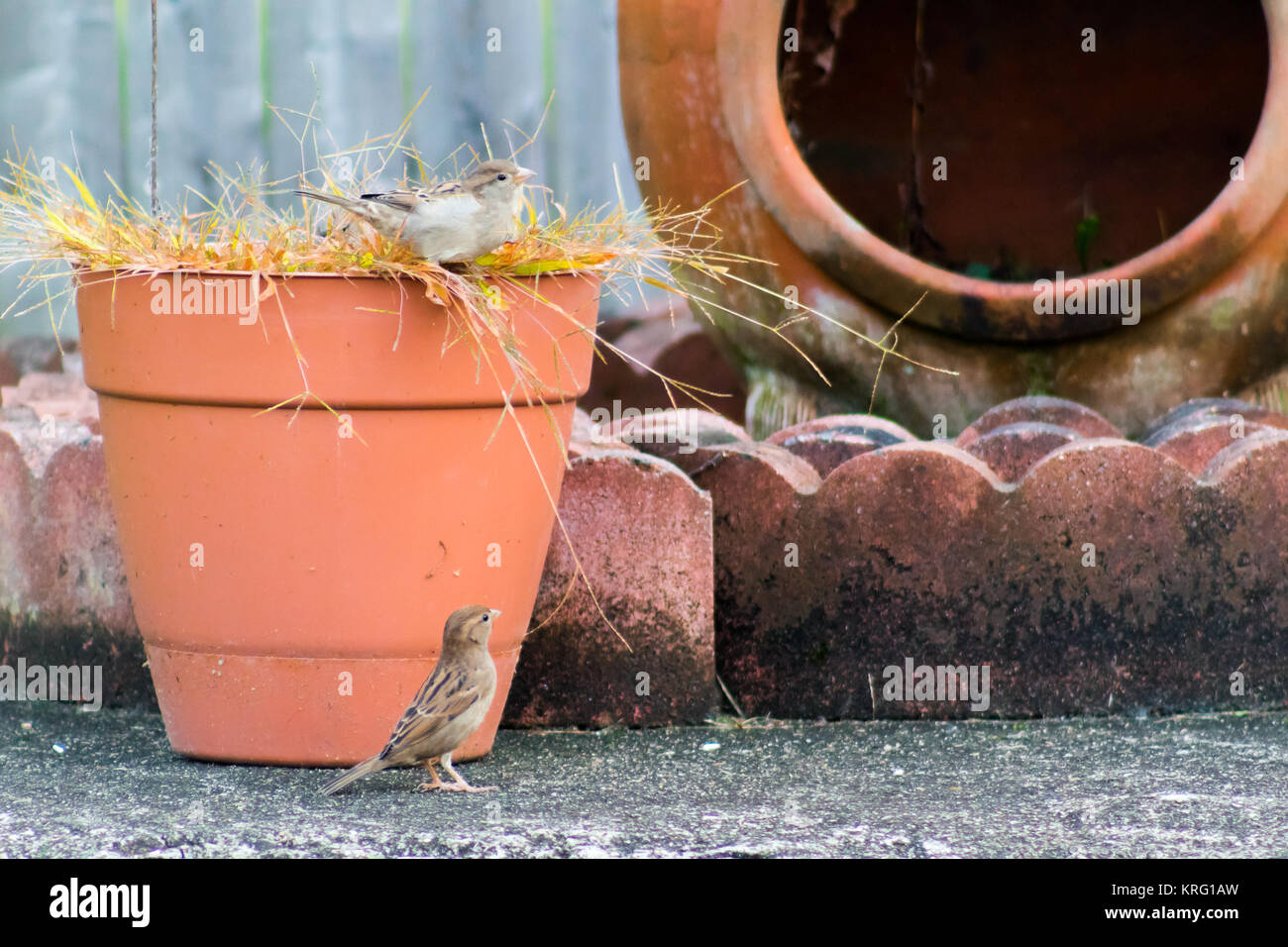 Birds playing by pots Stock Photo - Alamy