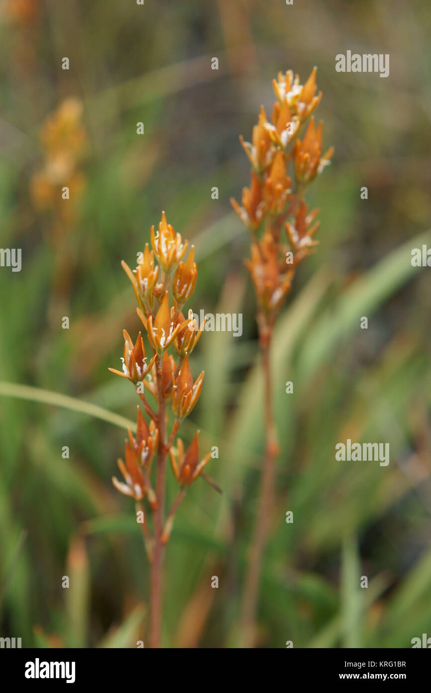 Bog Asphodel (Narthecium ossifragum Stock Photo - Alamy