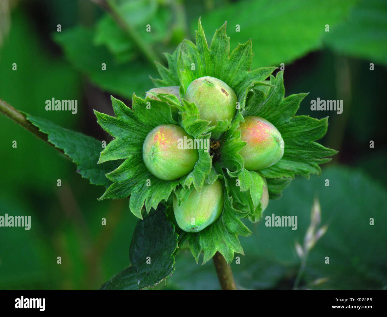 hazelnuts on branch Stock Photo - Alamy