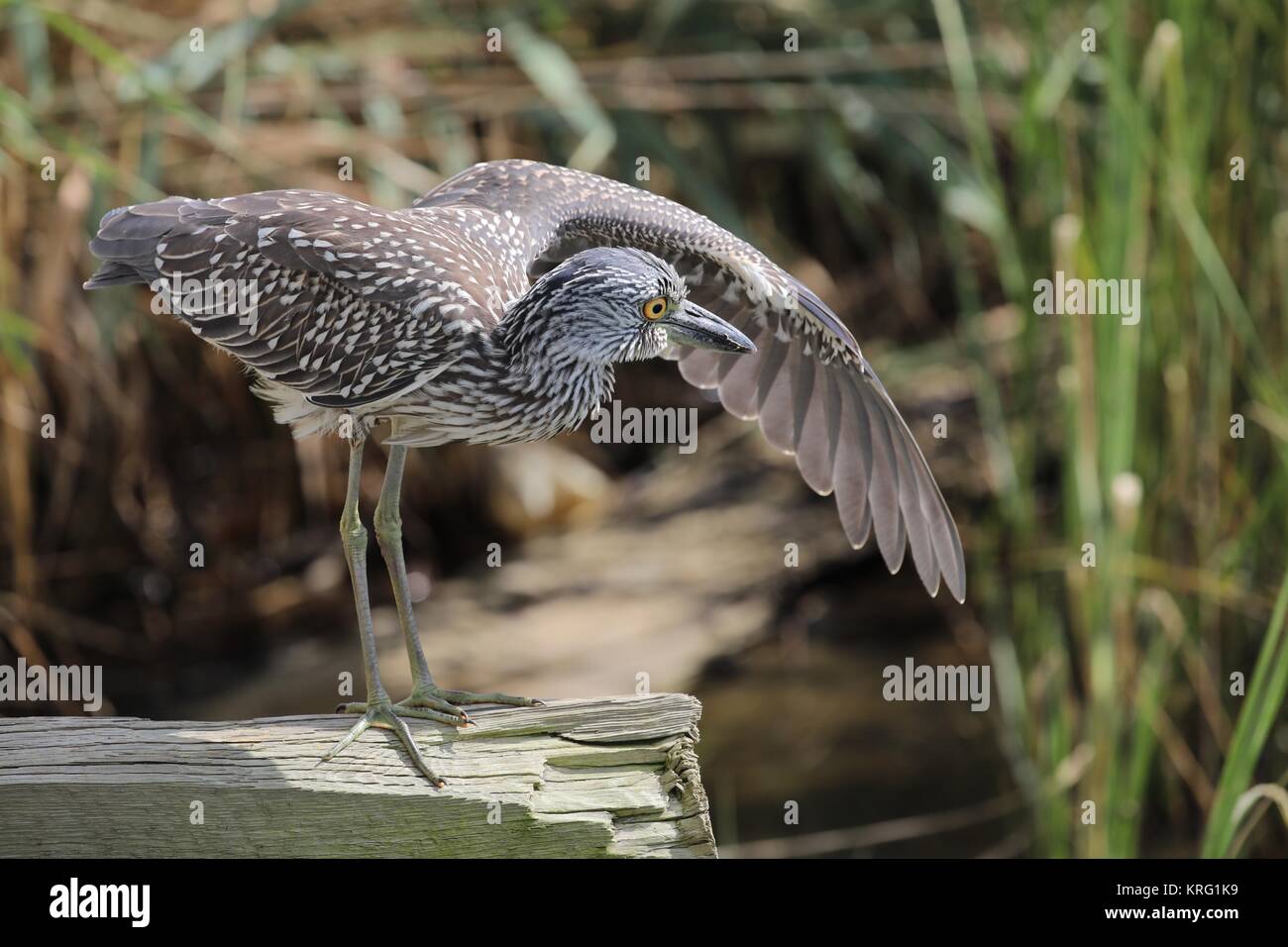 shading with wing Stock Photo - Alamy