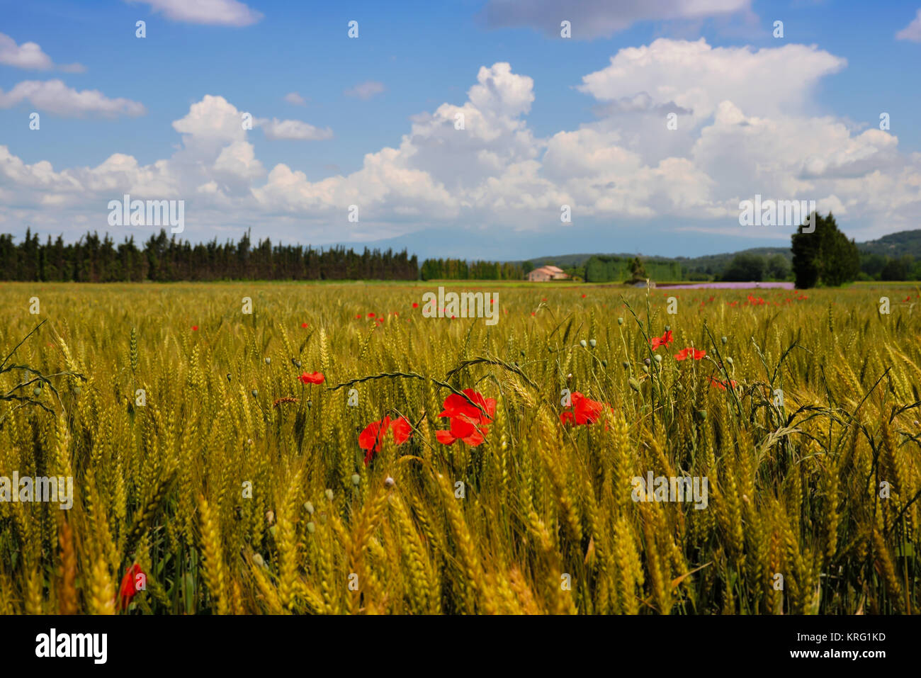 poppy seed in the grain fields Stock Photo - Alamy