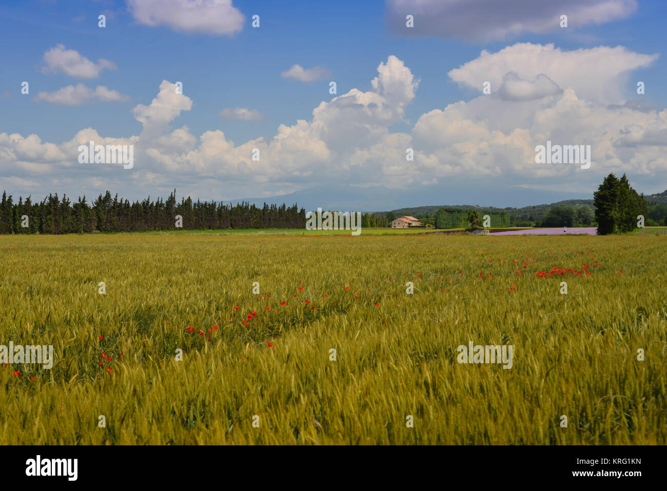 poppy seed in the grain fields Stock Photo - Alamy