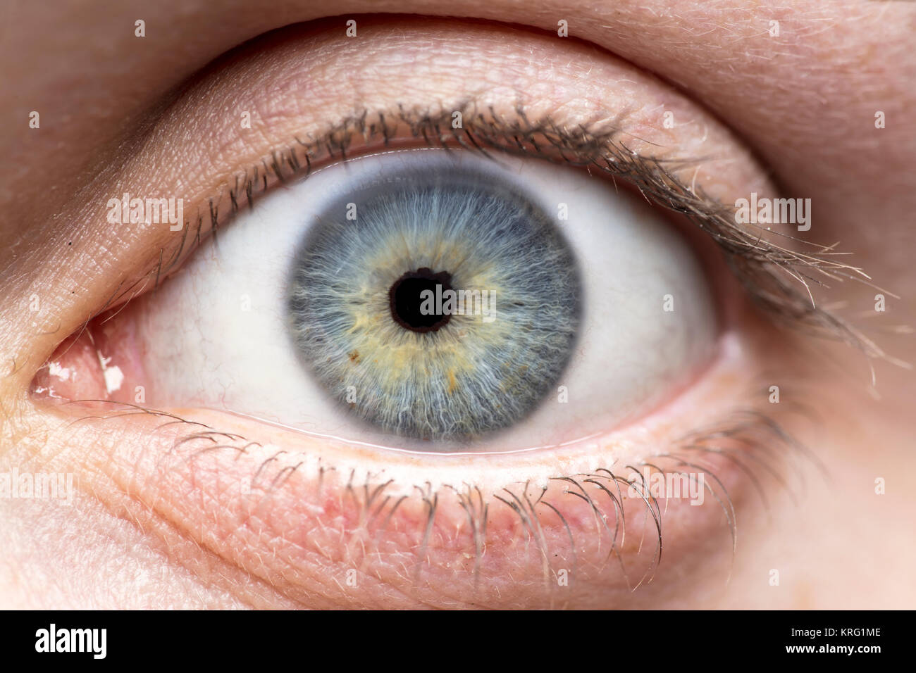 Macro photo of human eye, iris, pupil, eye lashes, eye lids Stock Photo ...