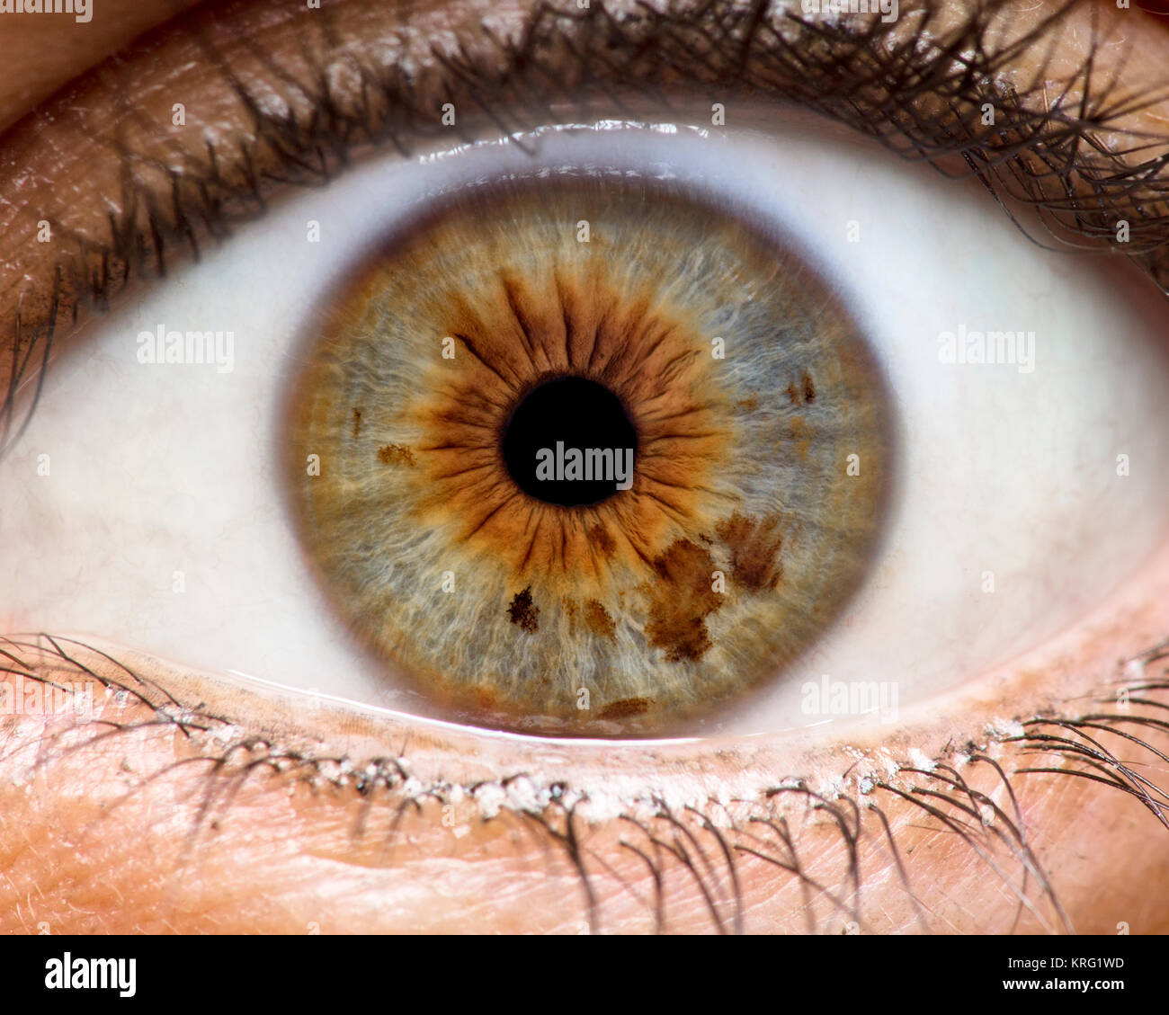 Human Eye Iris Close Up