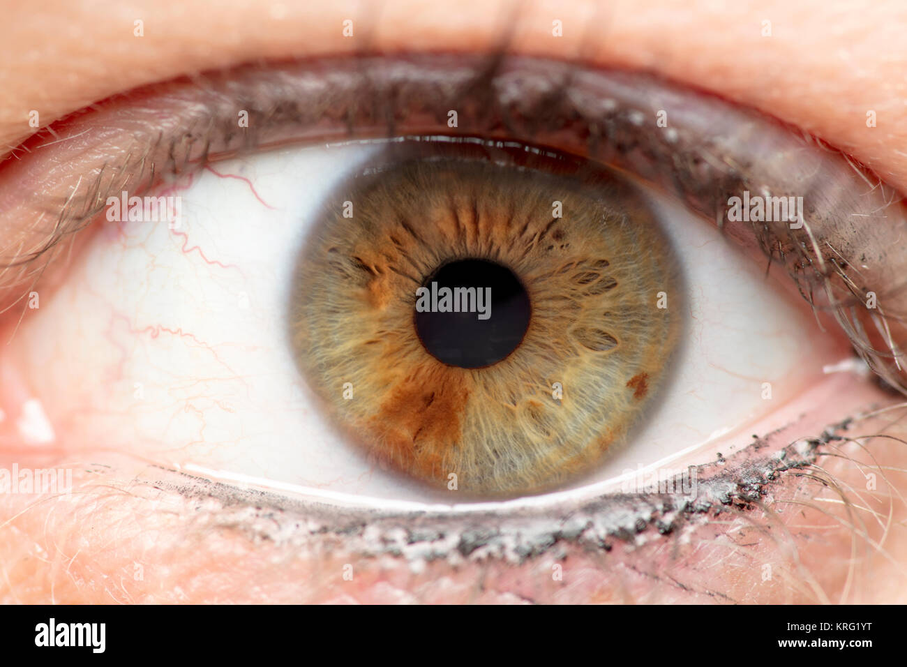 Macro photo of human eye, iris, pupil, eye lashes, eye lids Stock Photo ...