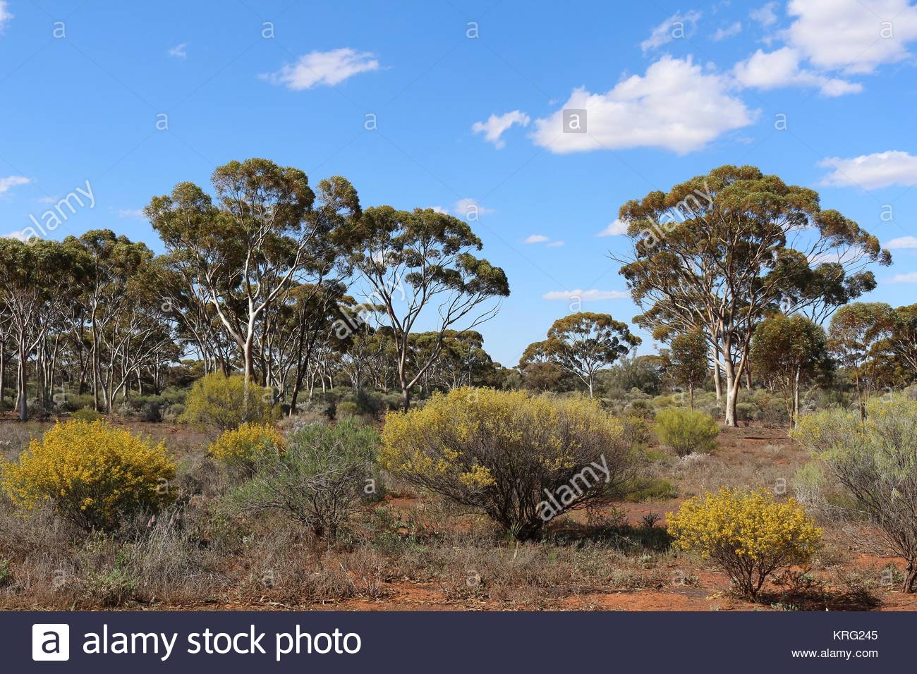 Outback Plants High Resolution Stock Photography and Images - Alamy