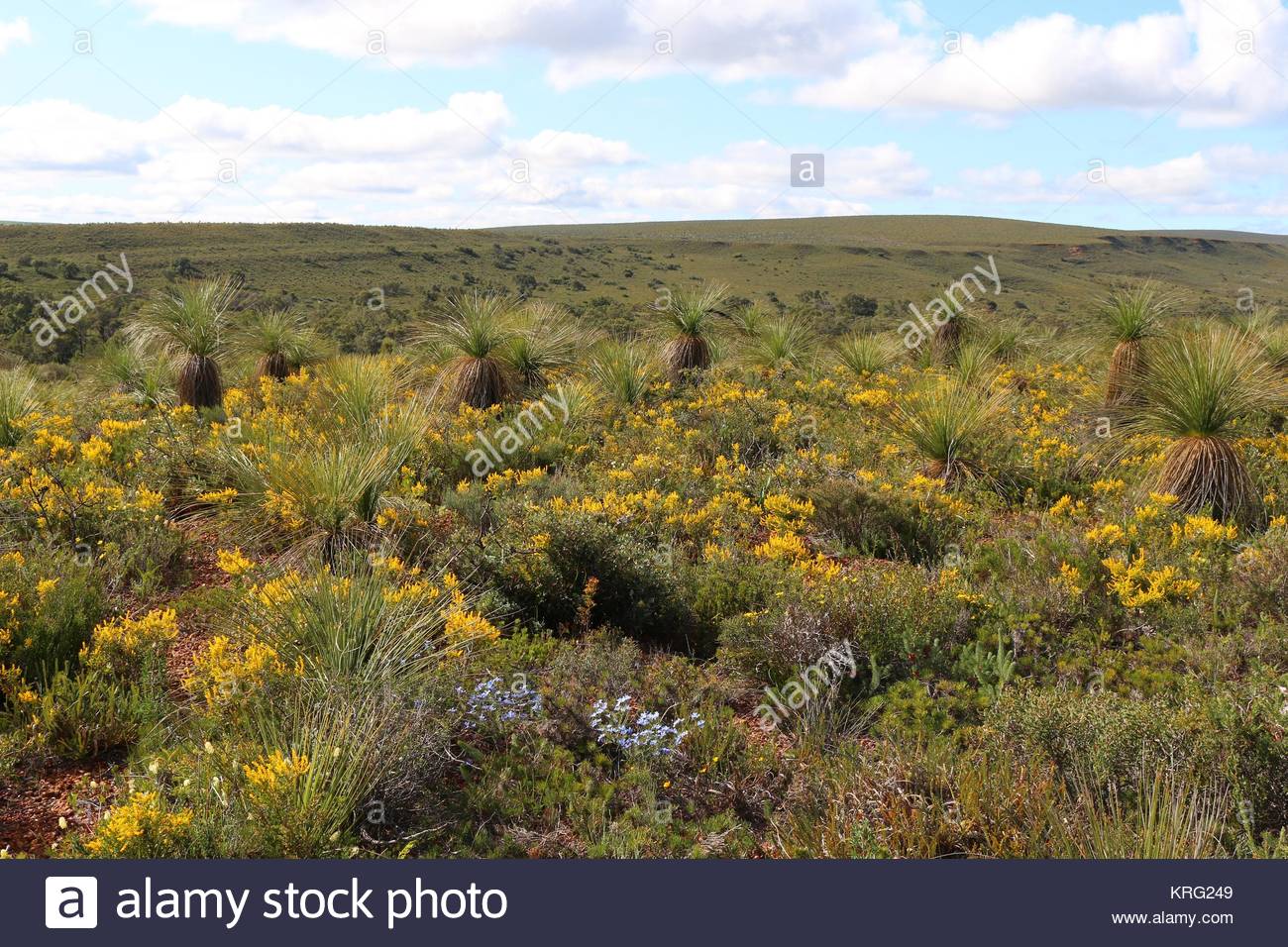 Australian Grasstree High Resolution Stock Photography and Images - Alamy