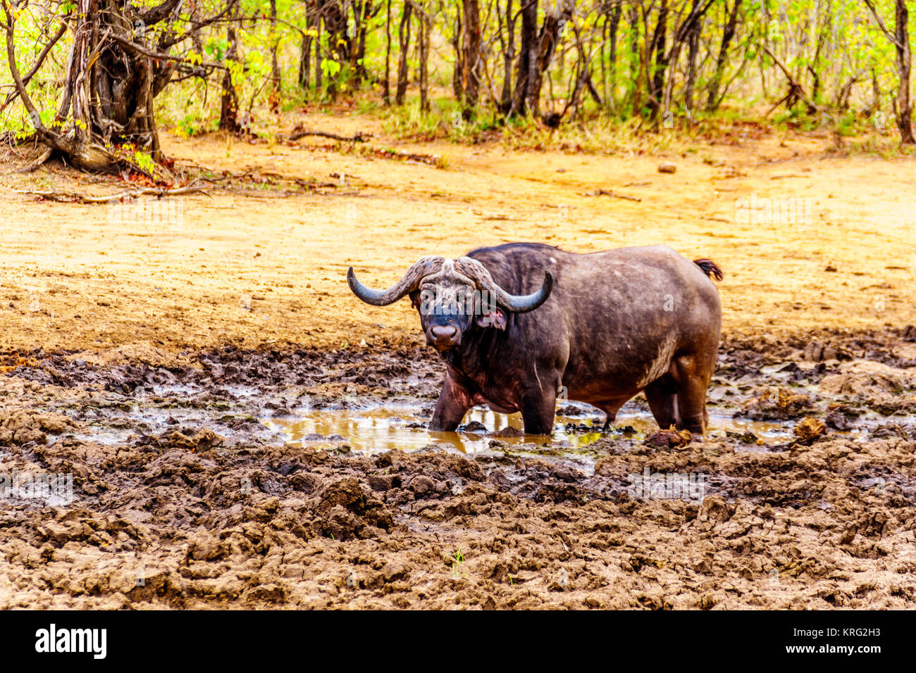 Swamp Water Buffalo standing in a pool of mud in Kruger National Park ...