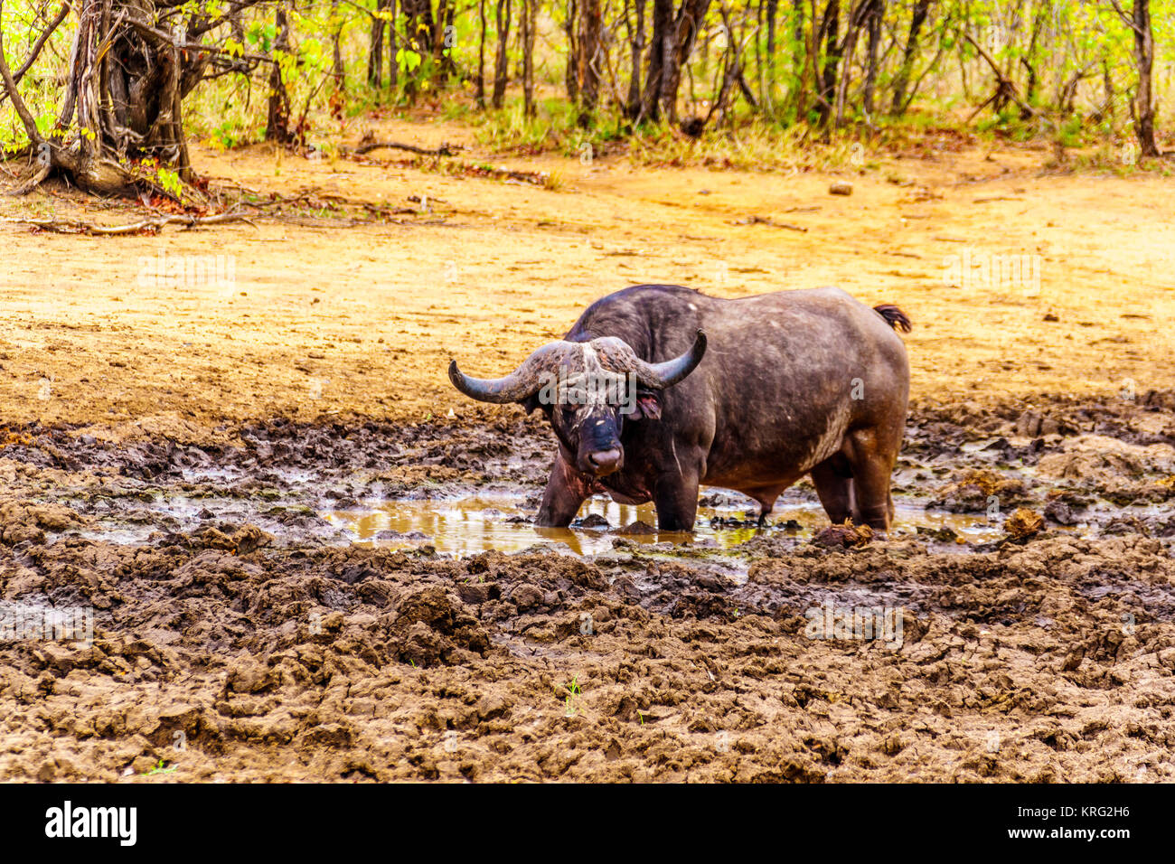 Swamp Water Buffalo standing in a pool of mud in Kruger National Park ...