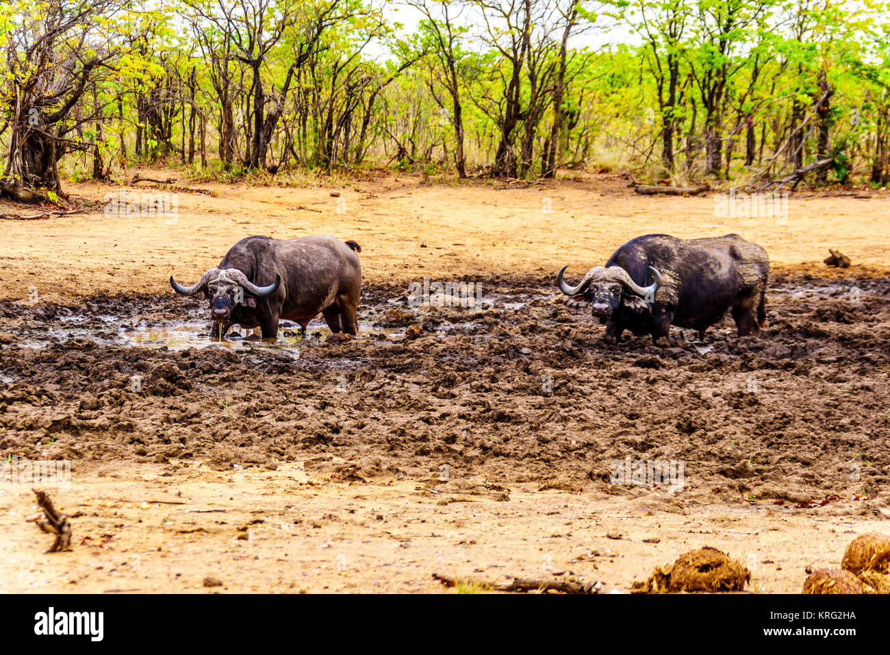 Water buffalo in mud pool hi-res stock photography and images - Alamy