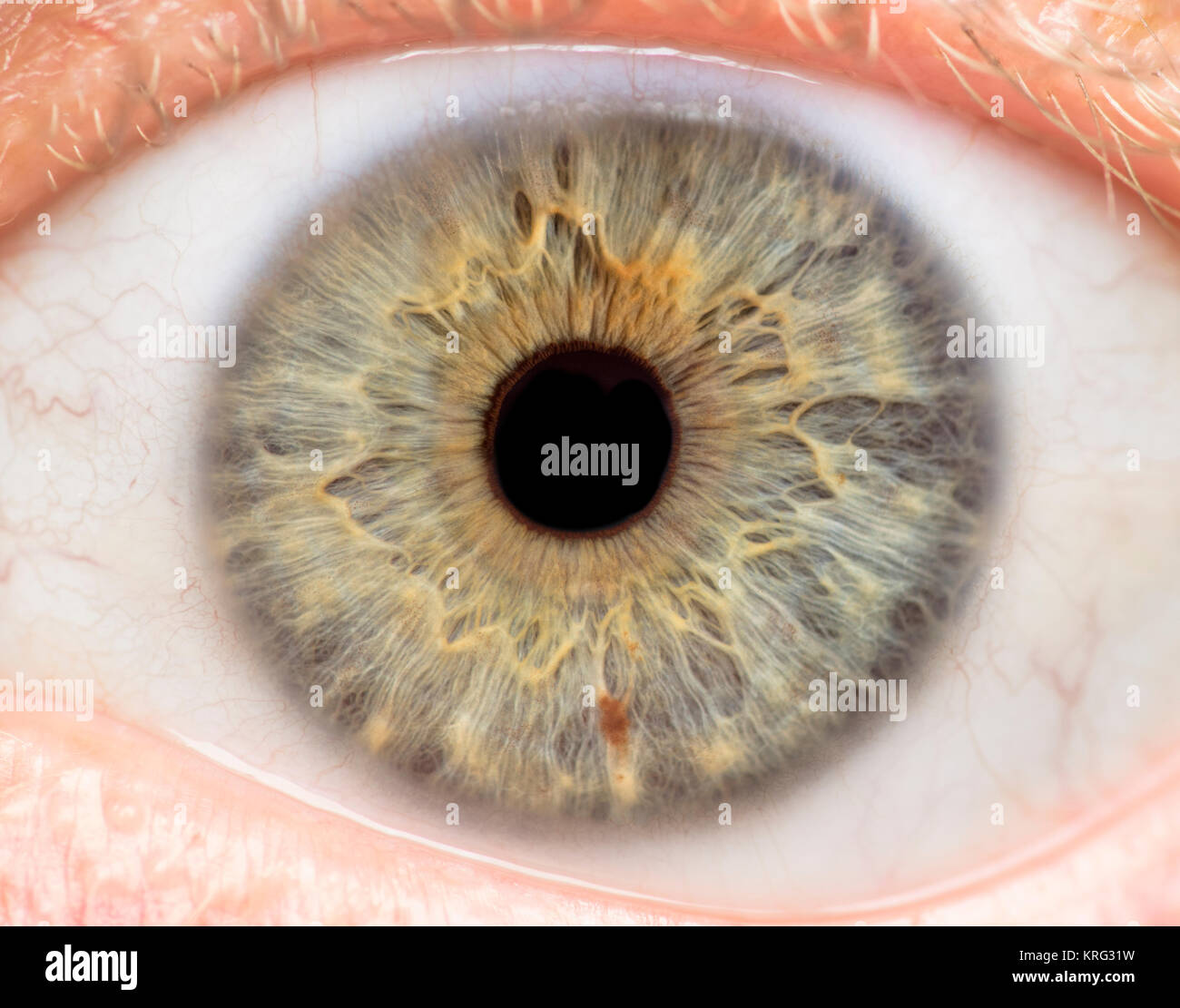 Macro photo of human eye, iris, pupil, eye lashes, eye lids Stock Photo ...