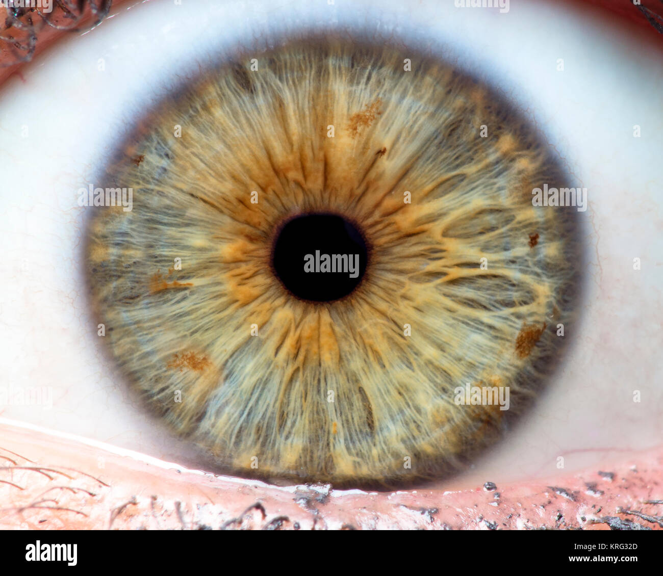 Iridology hi-res stock photography and images - Alamy