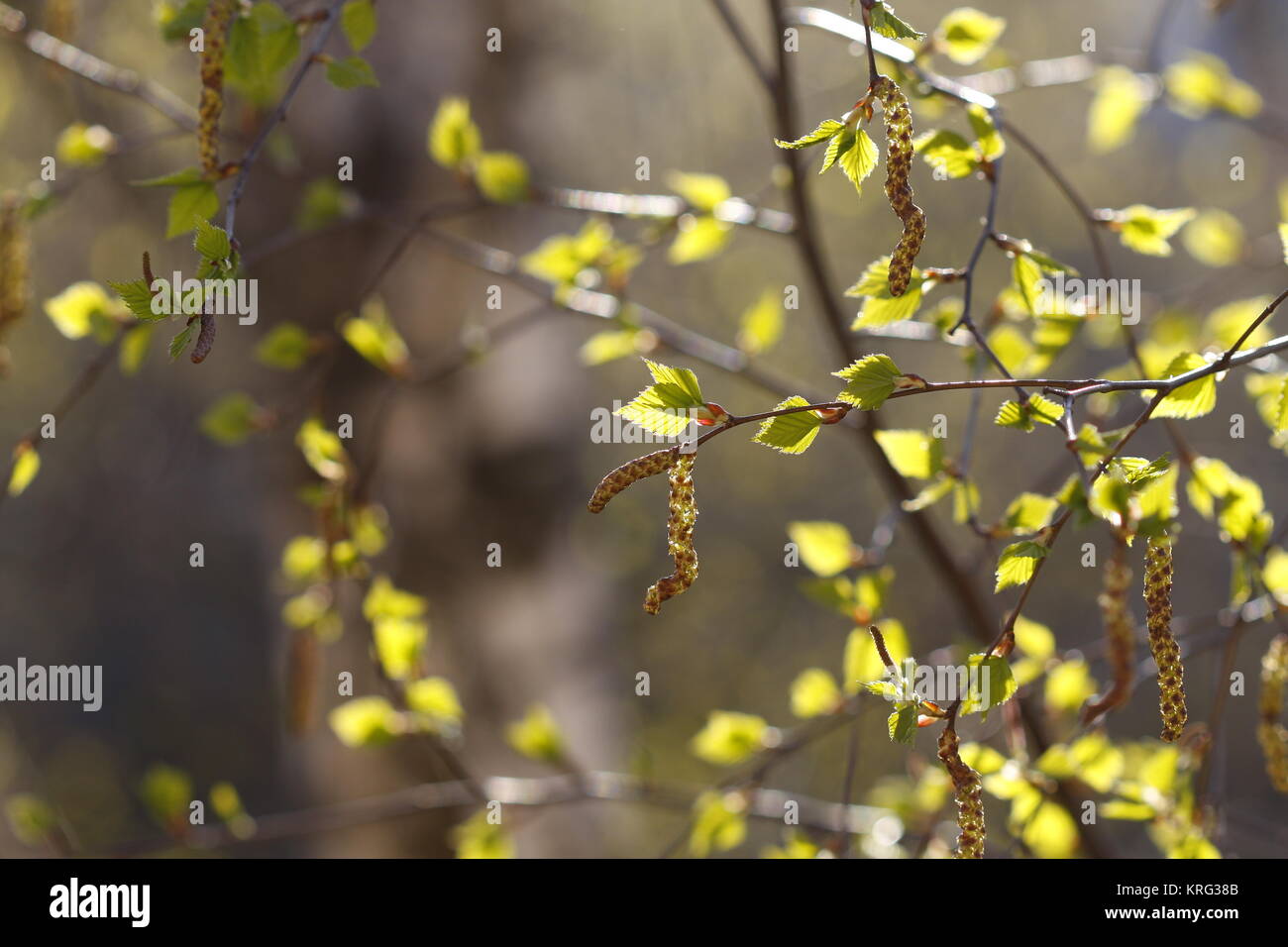 Spring sunshine in grove hi-res stock photography and images - Alamy