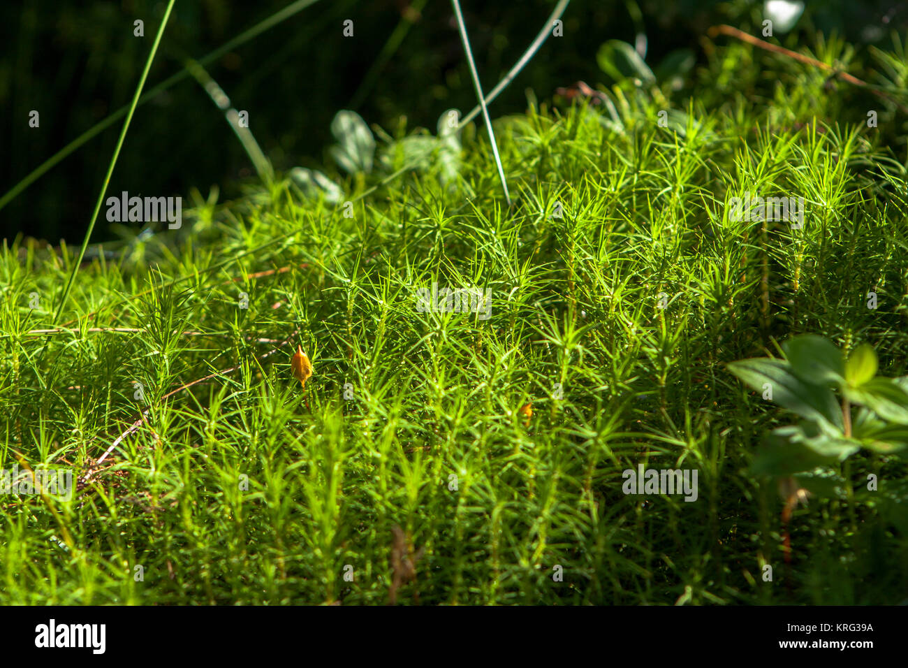 Moss environment hi-res stock photography and images - Alamy