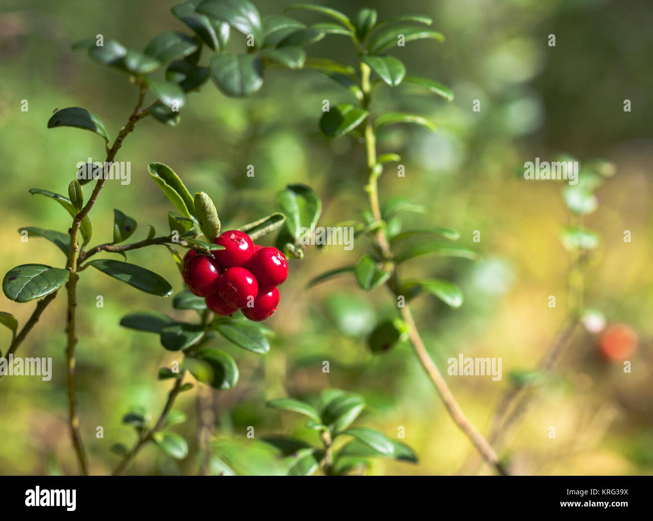 growing cranberry on a bush Stock Photo - Alamy