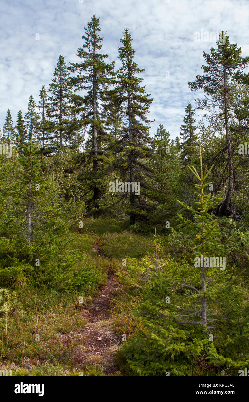 fir-tree on the fringe of the forest Stock Photo - Alamy