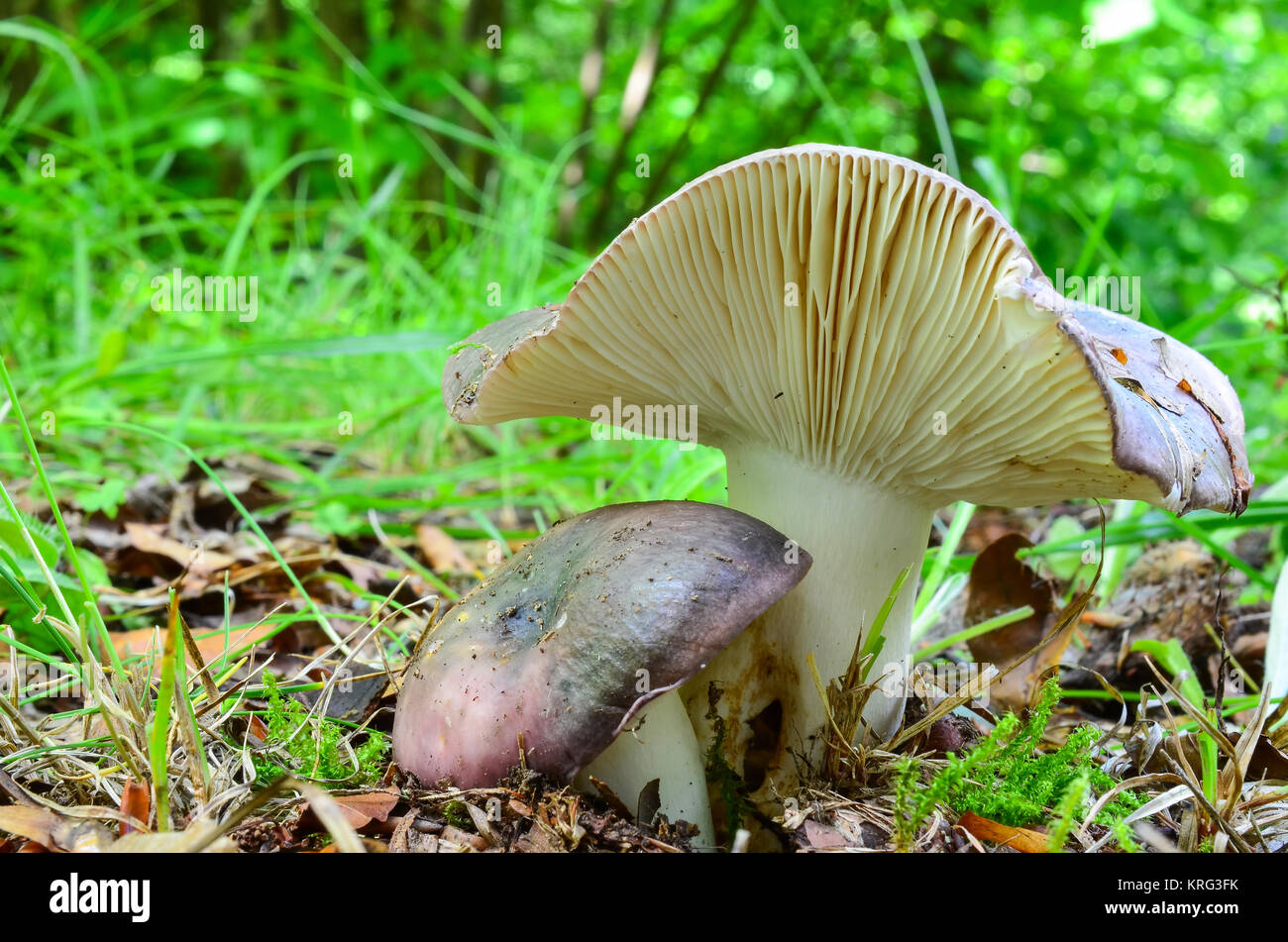 Russula cyanoxantha, common name Charcoal Burner, one of the best ...
