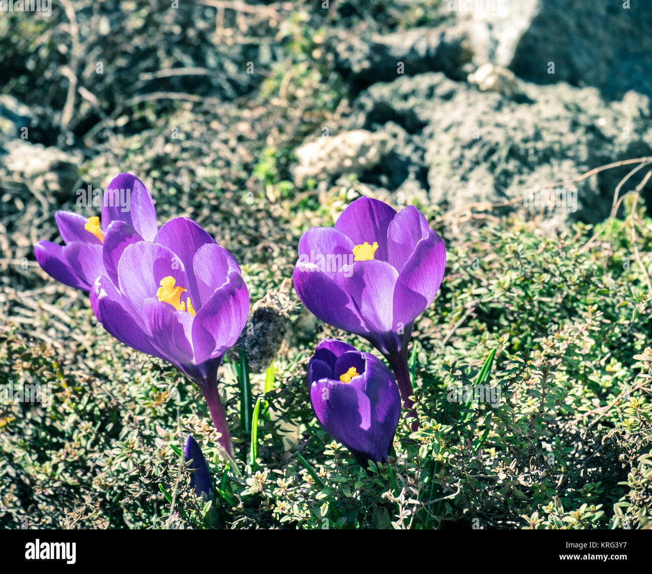 Crocus flowers on the flowerbed Stock Photo - Alamy