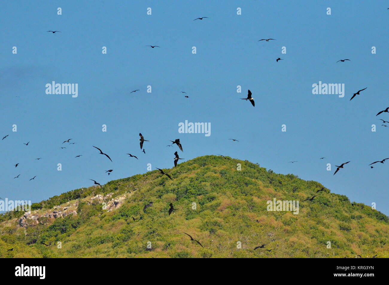 Isla Isabel a volcanic island 15 miles off Mexico’s Riviera Nayarit ...