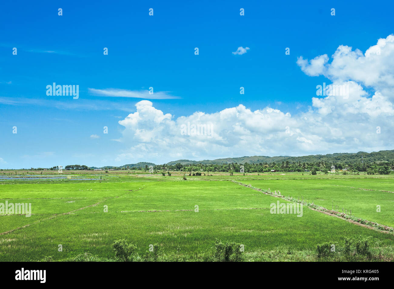 trees on the field of grass and sunset. Idyllic View of Green Rice ...