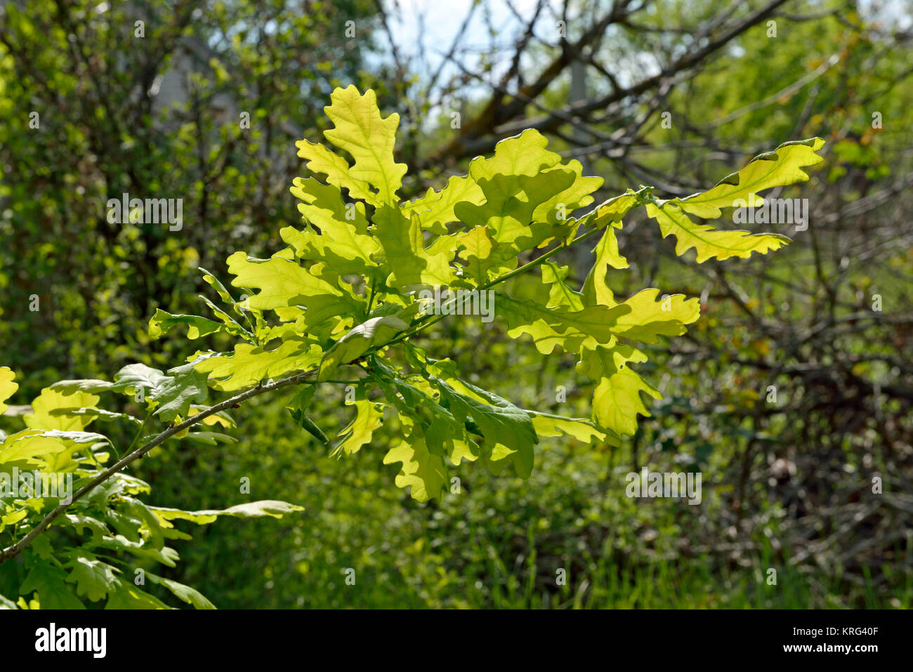 Close-up of thin oak branch with bright leaves in sun backlit Stock ...