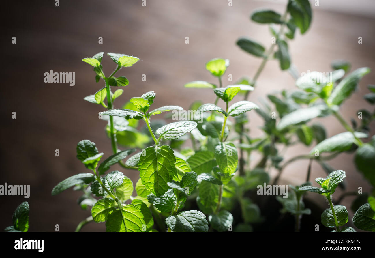 Bunch of fresh mint Stock Photo - Alamy