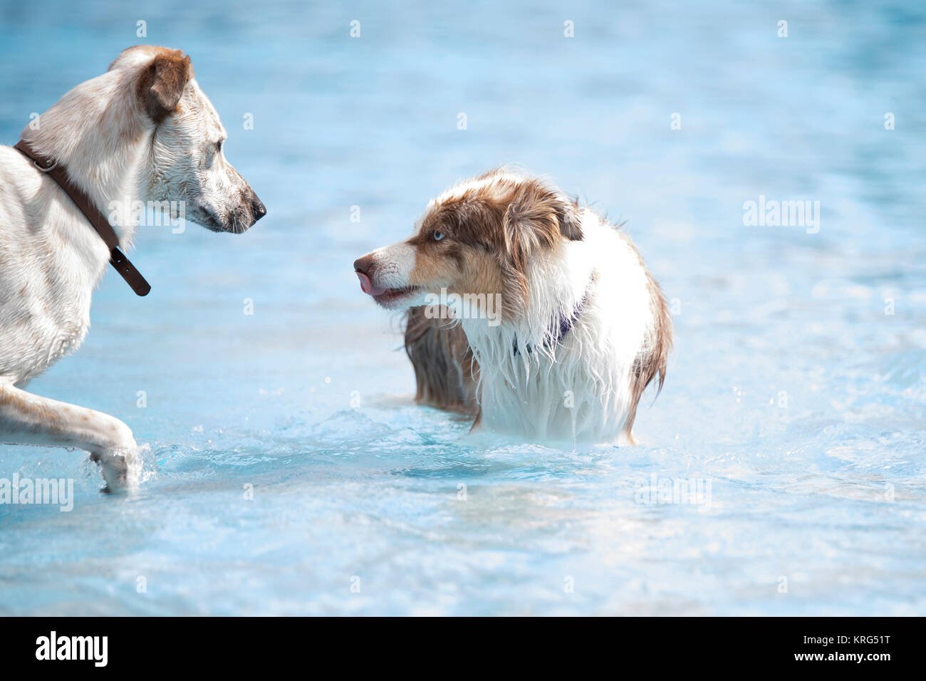 Two dogs in a swimming pool Stock Photo - Alamy