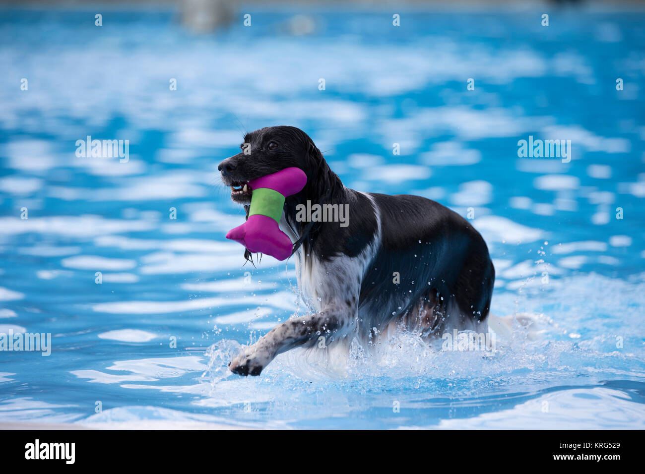 Dog fetching toy in swimming pool Stock Photo - Alamy