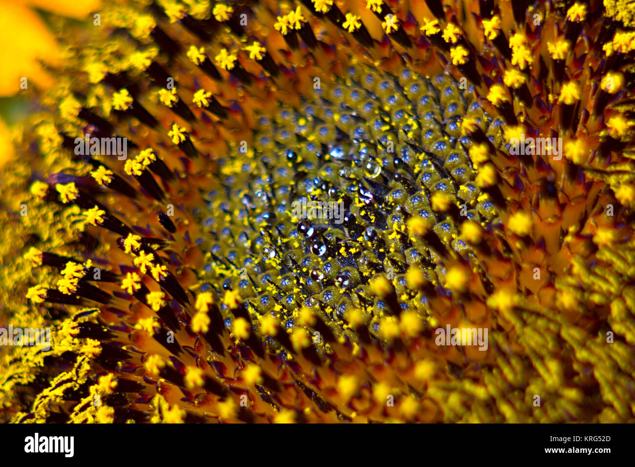 Middle of Sunflower Close-Up Stock Photo - Alamy