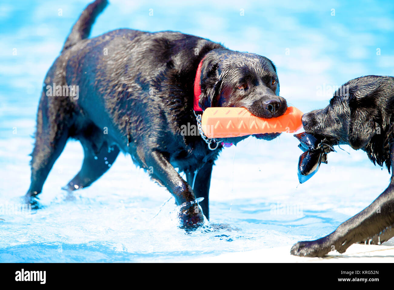 Two dogs, Labrador Retriever, both pulling a toy in swimming pool Stock ...