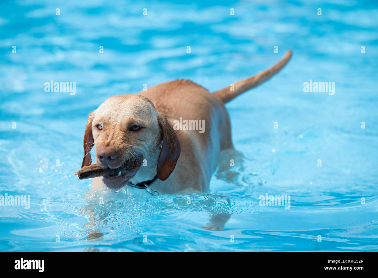Dog, fetching wood from swimming pool Stock Photo - Alamy