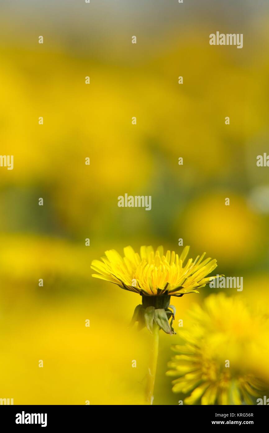 flourishing intensely yellow dandelions Sonchus slightly soppy spring ...