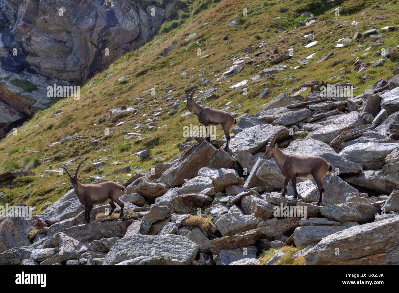 ibex in the national park Stock Photo - Alamy