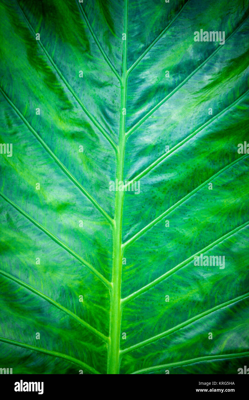 Green nature foliage pattern Stock Photo - Alamy
