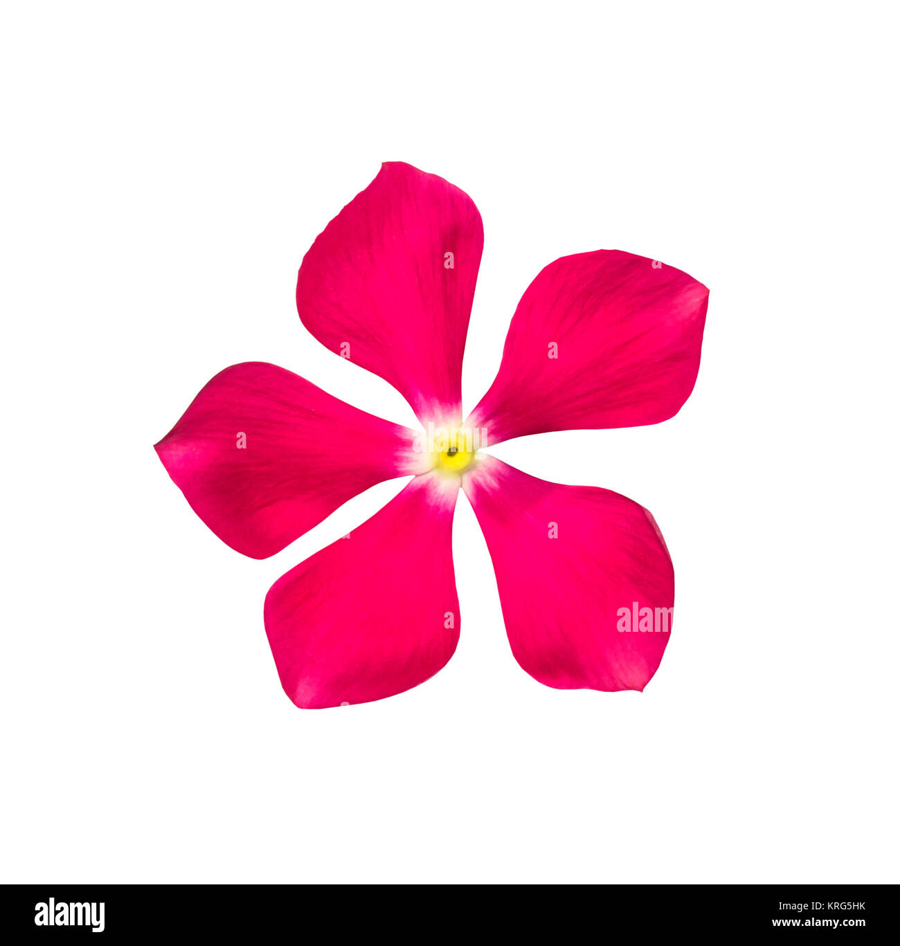 Pink flower isolated Stock Photo - Alamy