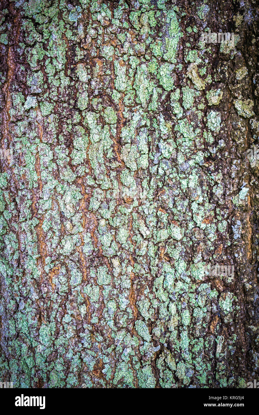 Tree bark background Stock Photo - Alamy