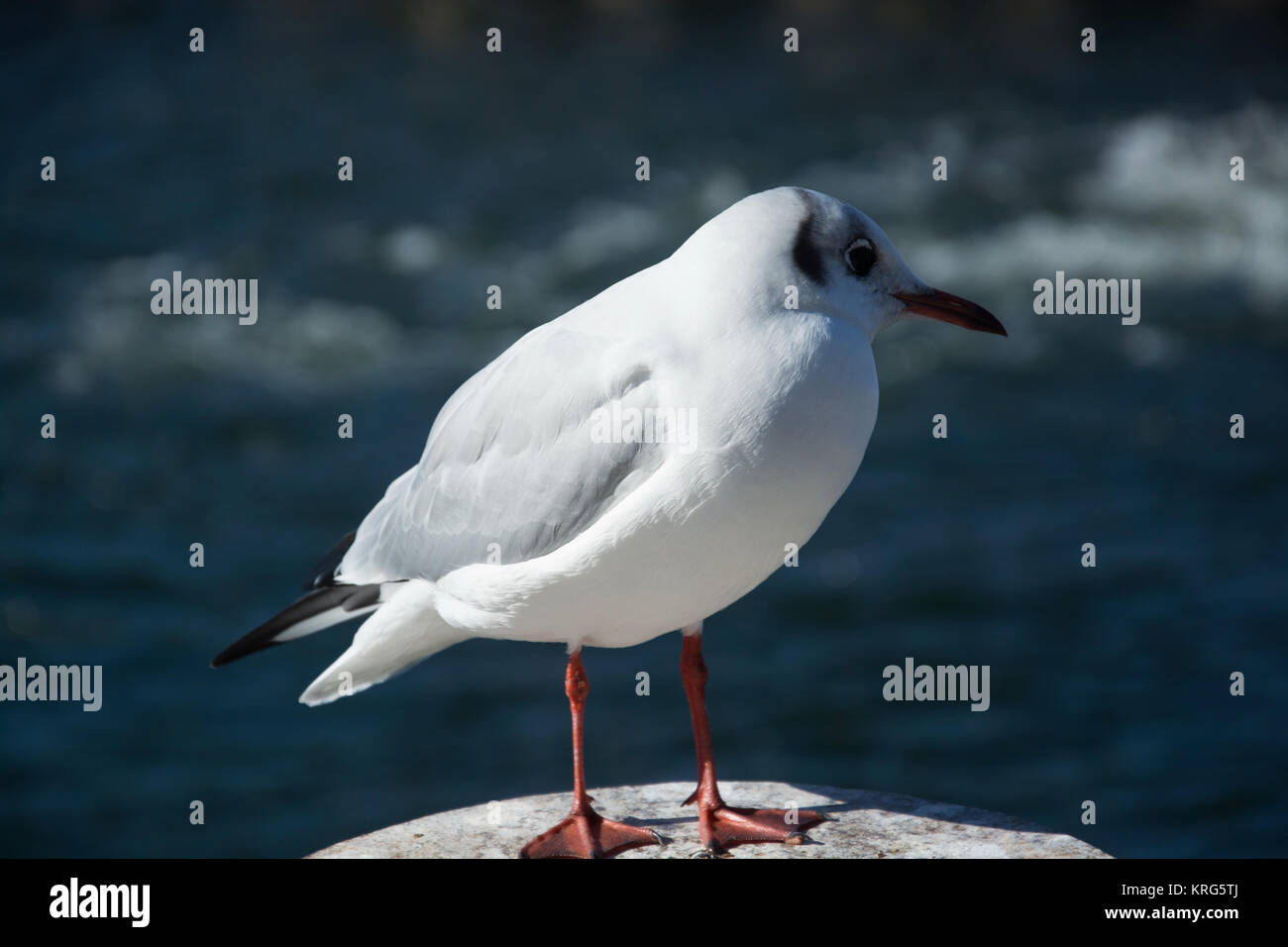 close-up of a seagull Stock Photo - Alamy