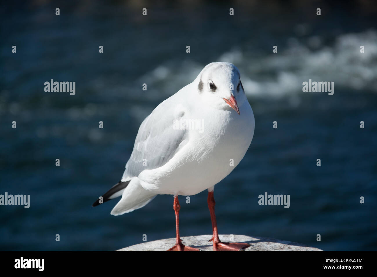 close-up of a seagull Stock Photo - Alamy