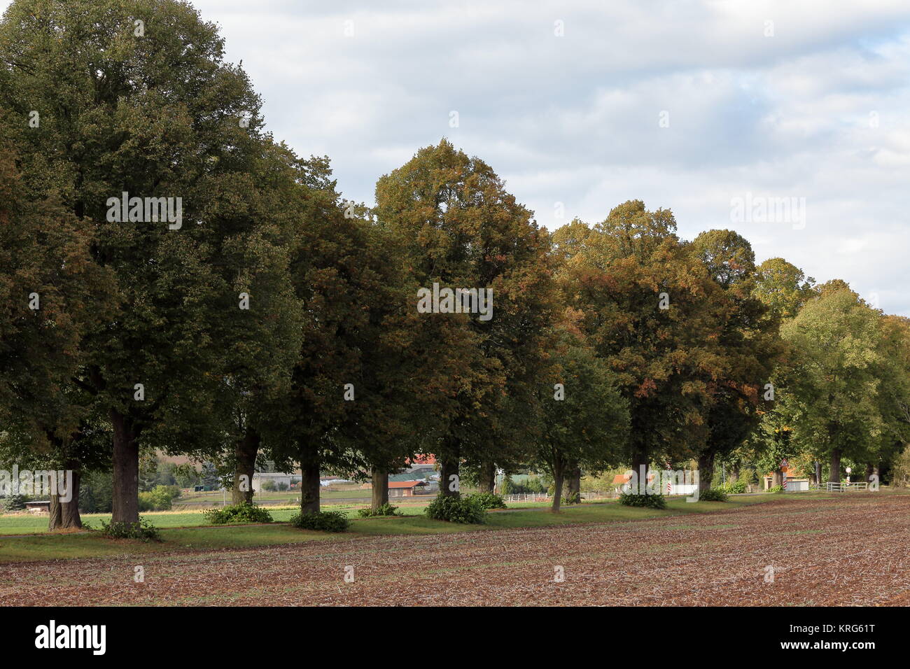 linden tree avenue in autumn Stock Photo - Alamy