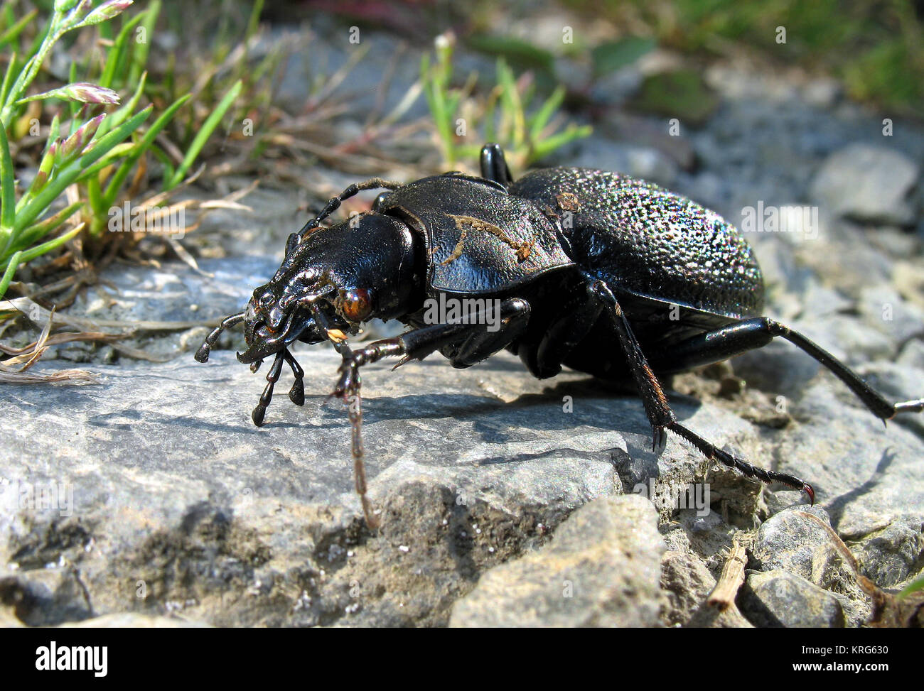 Leatherback ground beetle carabus coriaceus hi-res stock photography ...
