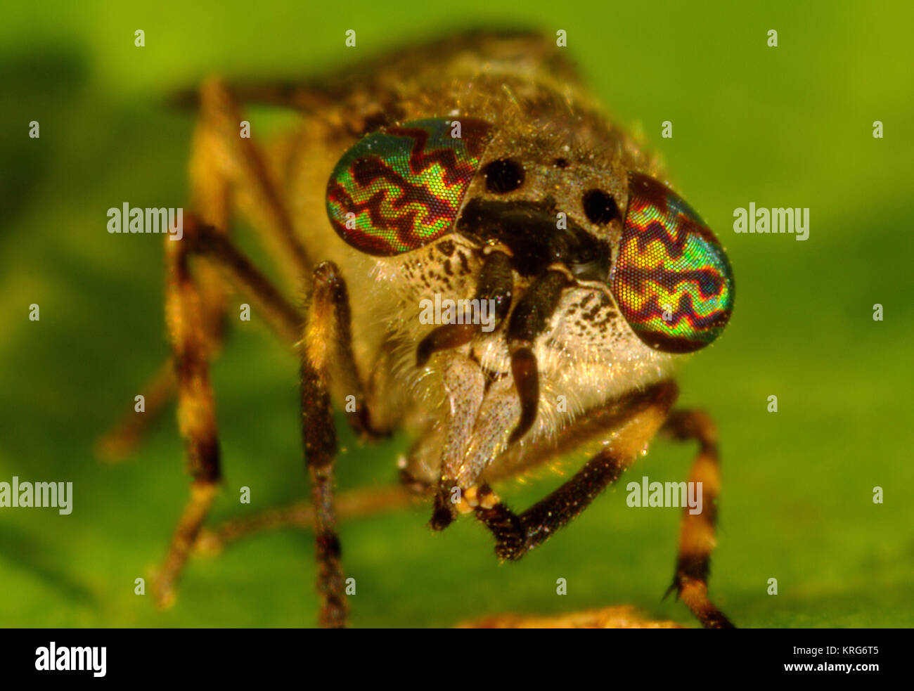 rain brake,female,head with the big insect eyes,eyes of the common ...