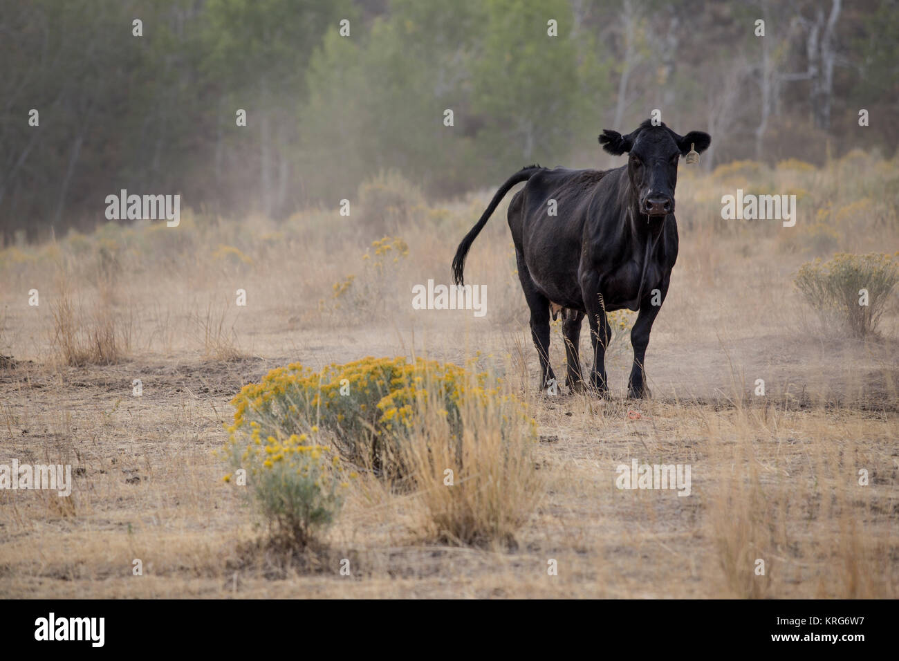 Open range ranching hi-res stock photography and images - Alamy