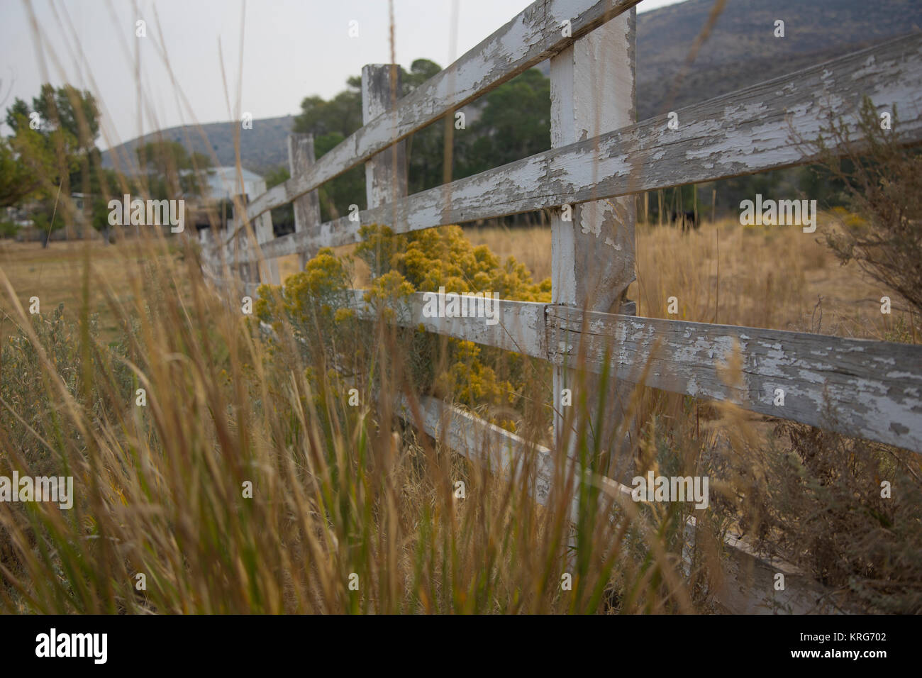 Cattle ranch in high desert Nevada Stock Photo - Alamy