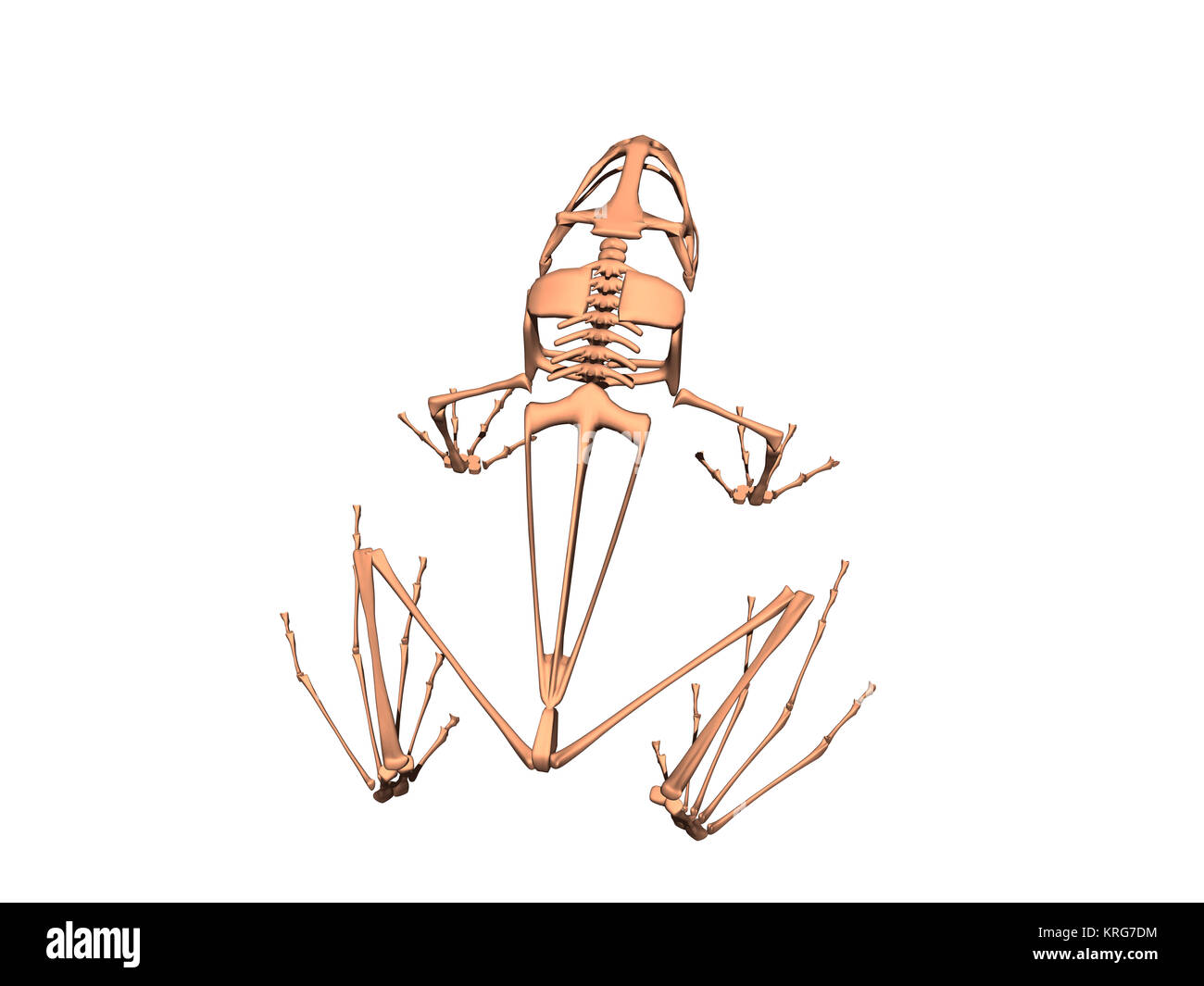 frog skeleton isolated Stock Photo - Alamy